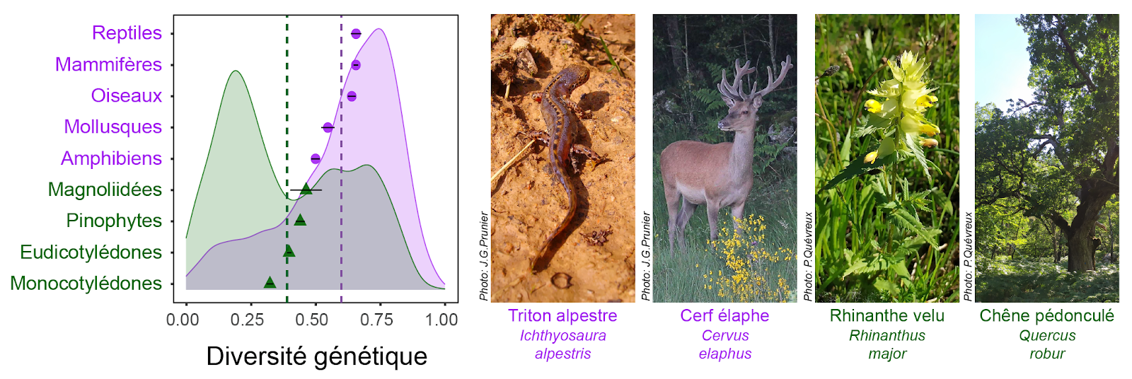 La diversité génétique des populations de plantes et d’animaux à l ... La diversité génétique des populations de plantes et d’animaux à l ...